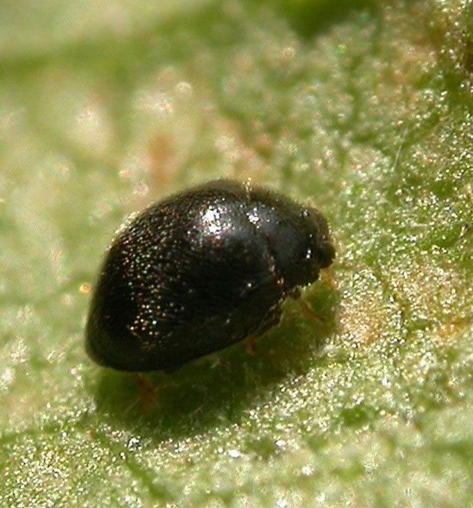 Stethorus Punctillum: Natural Predator for Effective Spider Mite ...